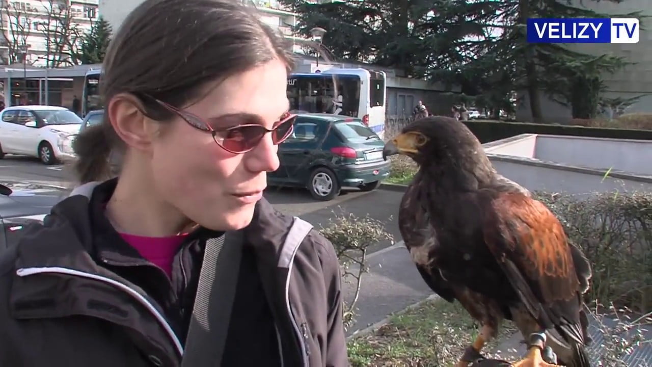 Des rapaces pour effaroucher les pigeons à Vélizy - Vélizy TV